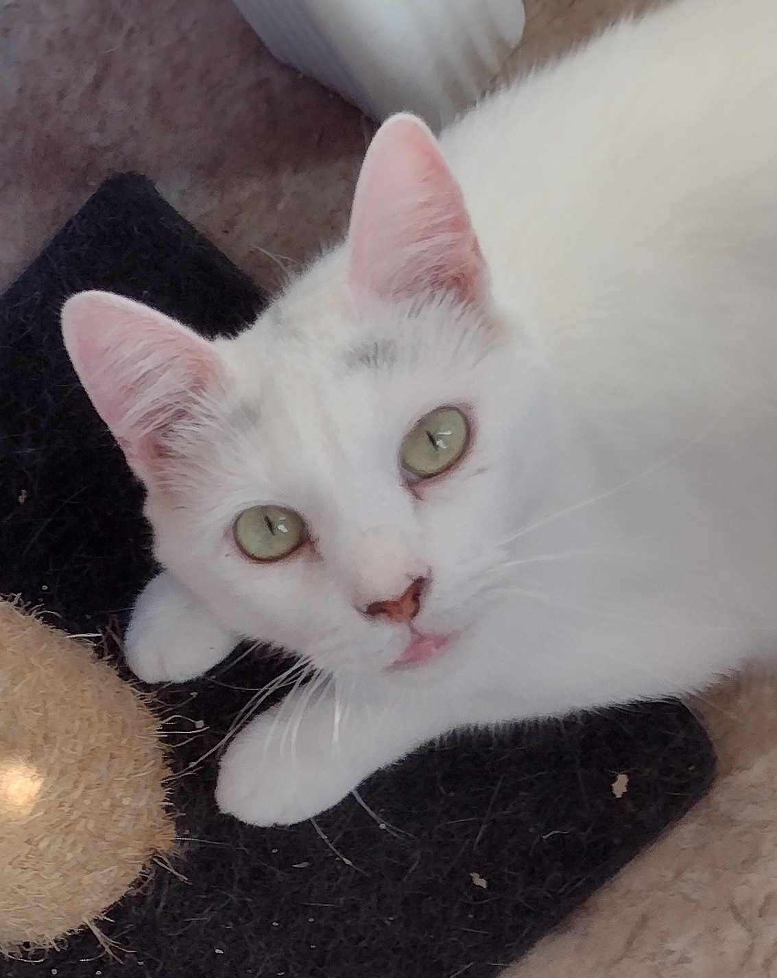 Midget Is WSCR Cat Of The Week | News, Sports, Jobs - Post Journal